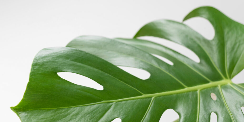 Monstera Blätter: Struktur und Pflege für beeindruckende Größe ...